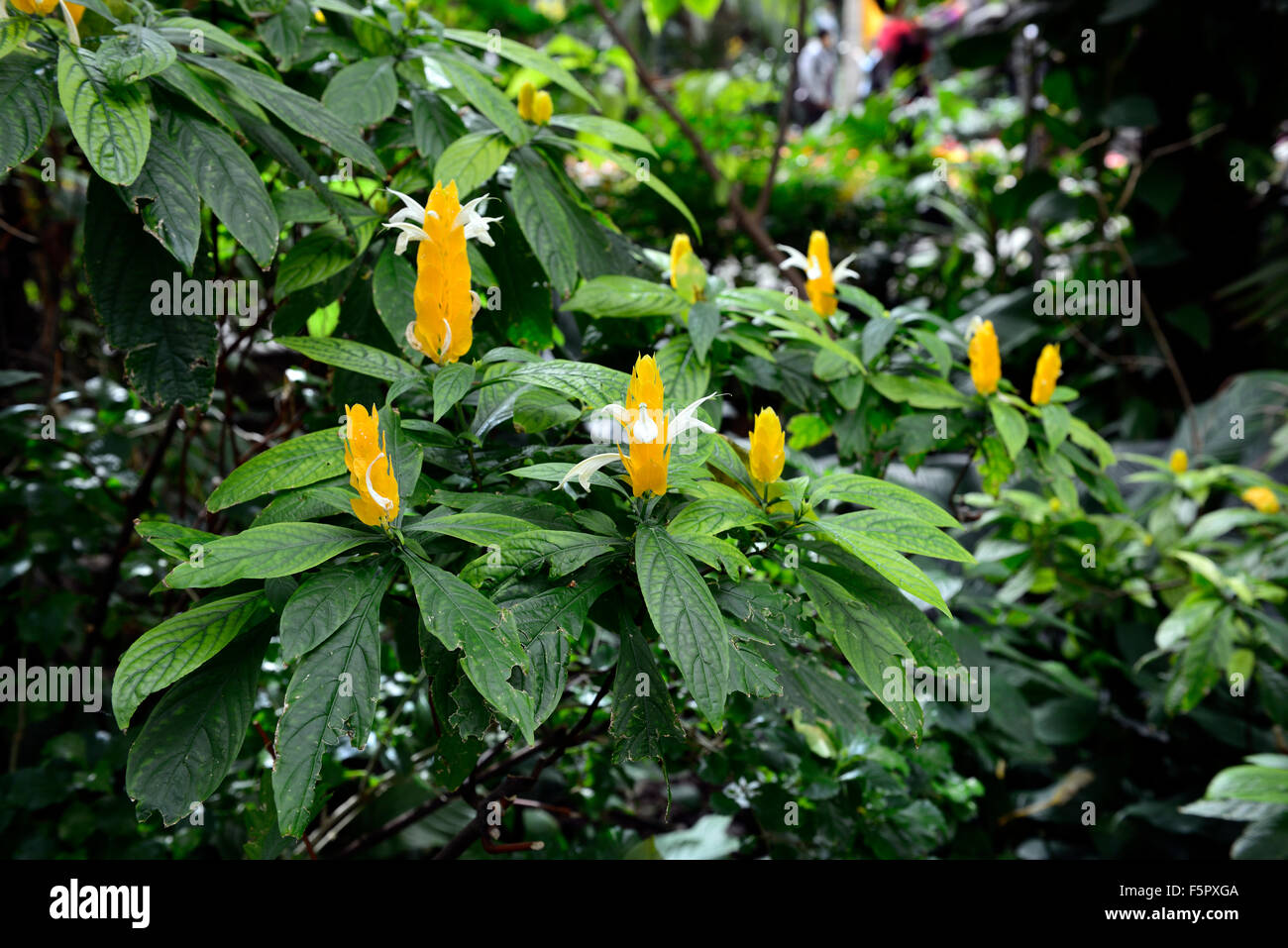 pachystachys lutea Lollipop Plant Golden Shrimp yellow flower flowers ...