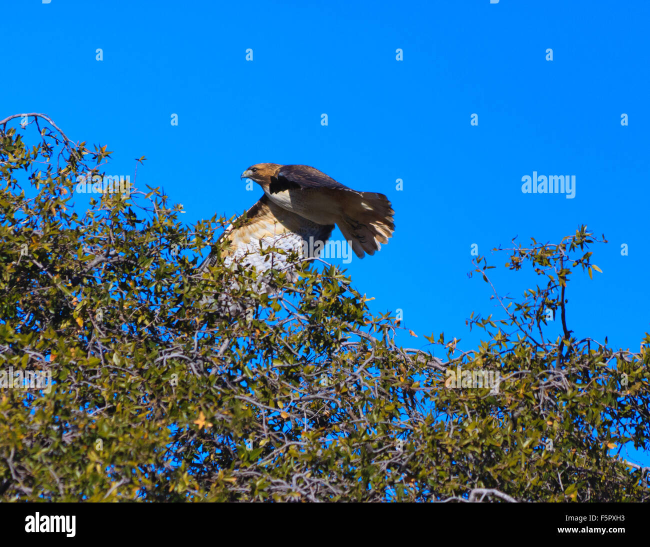 Red-tailed hawk flies over tree Stock Photo - Alamy
