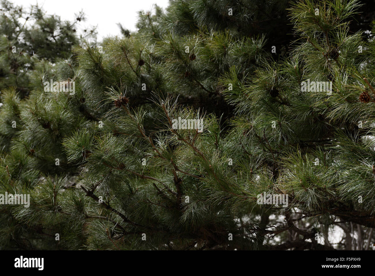 pinus tabulaeformis carr Southern Chinese pine red pine evergreen tree ...