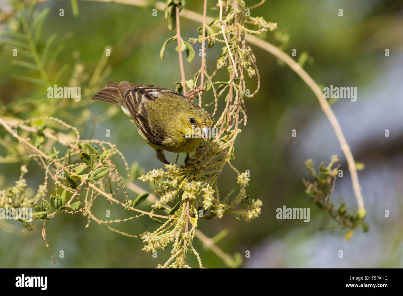 Female American Goldfinch Stock Photo - Alamy