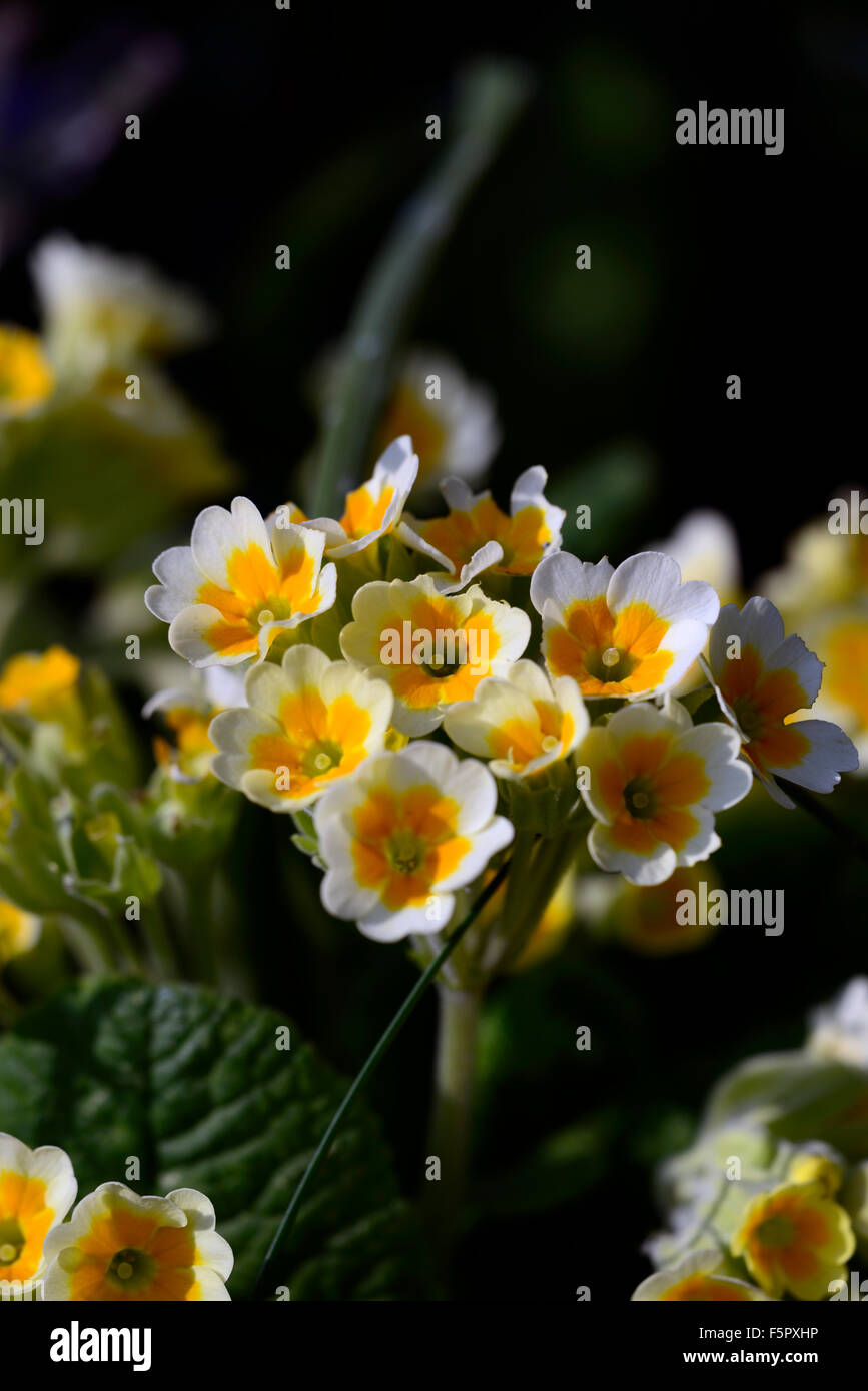 primula veris lime with orange primrose primroses flower flowers ...