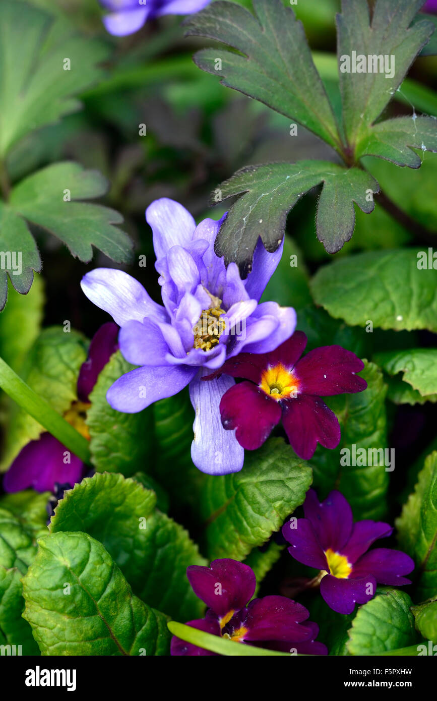 Primula × pruhonicensis wanda anemone blanda blue shades wine blue ...