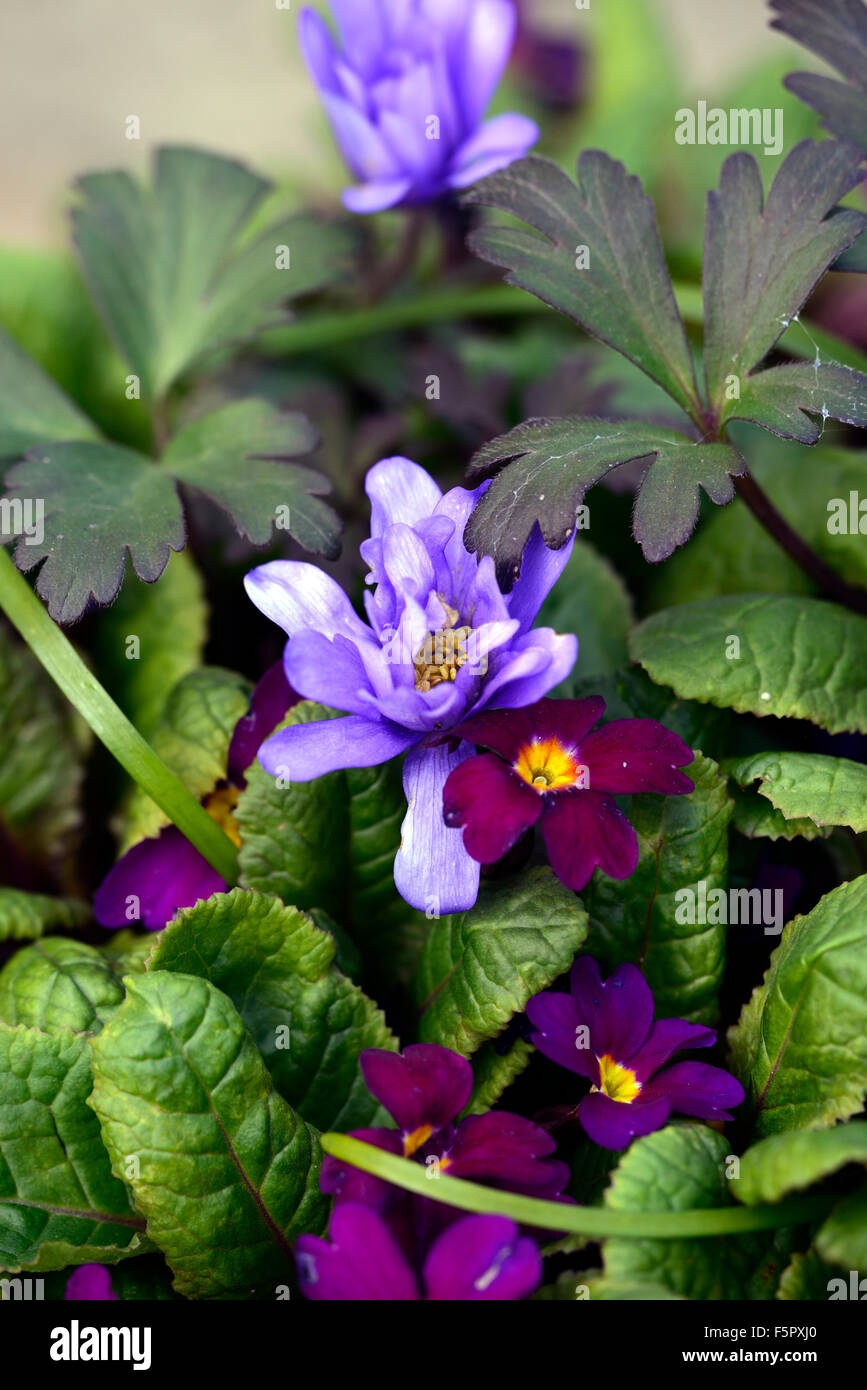 Primula × pruhonicensis wanda anemone blanda blue shades wine blue ...