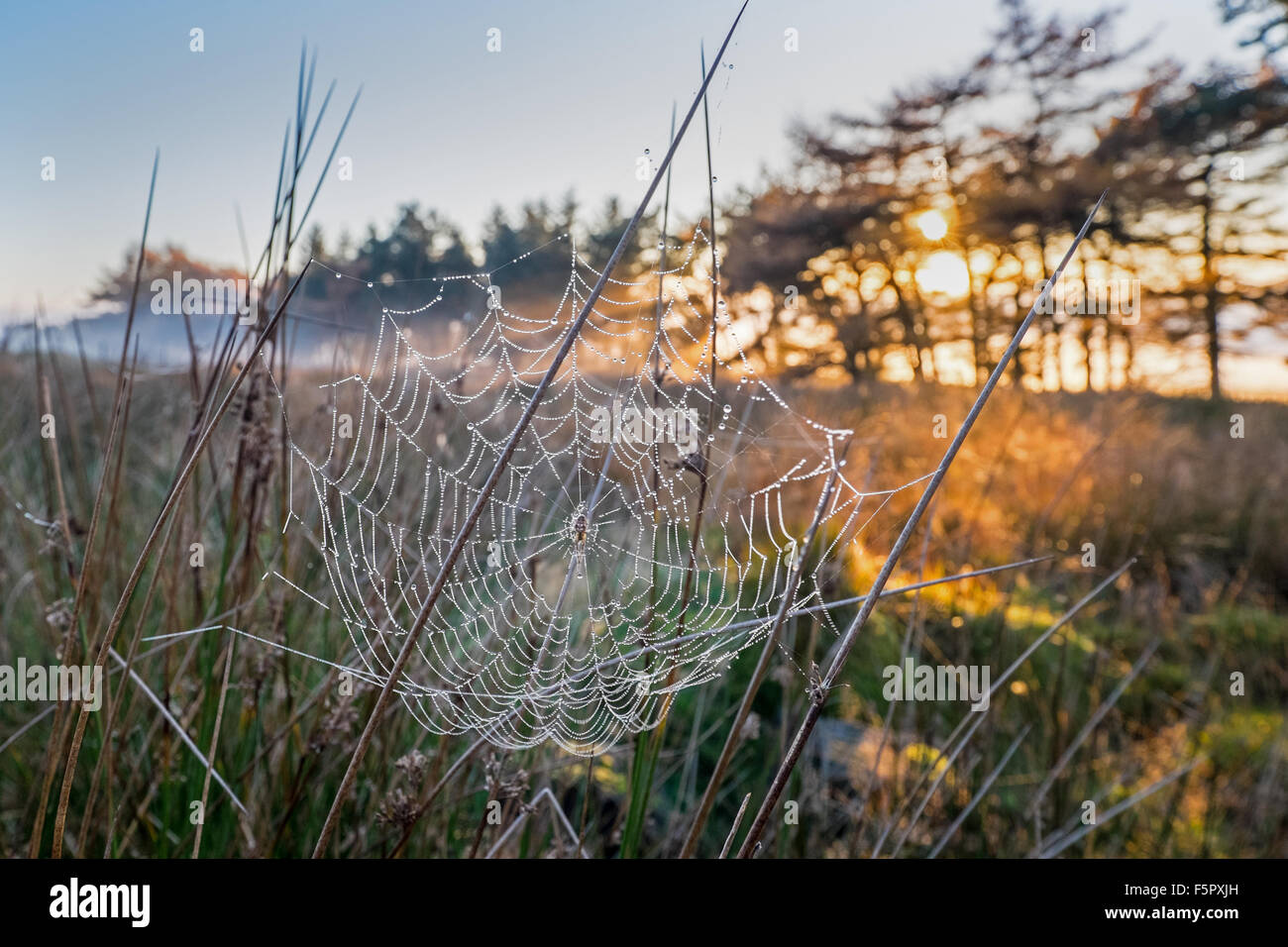 Cobwebs and late afternoon sun on misty Autumn day in the Peak District ...