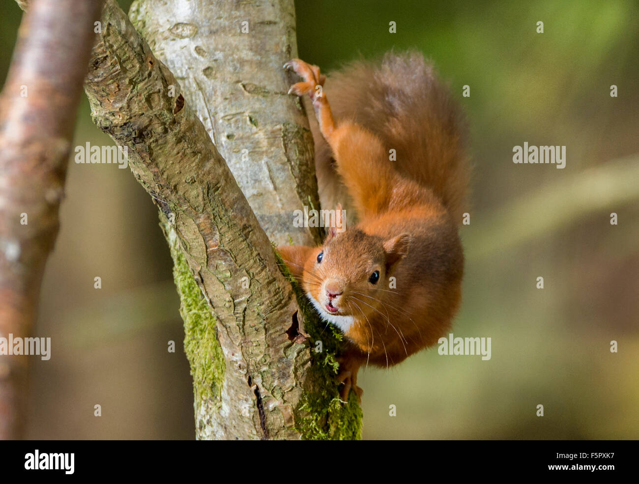 Eurasian red squirrel winter nest hi-res stock photography and images ...