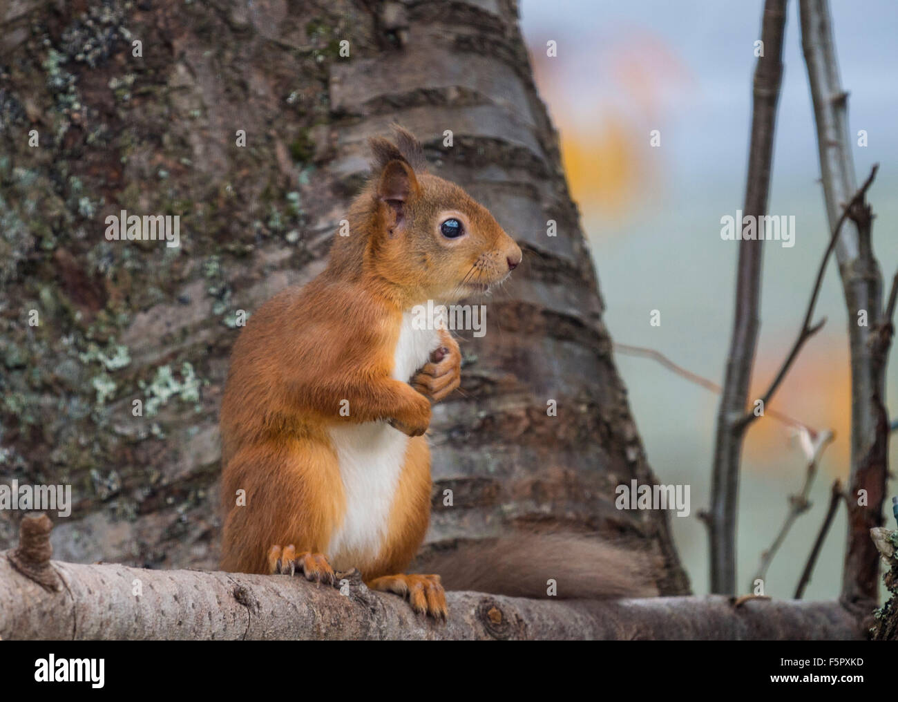 Red squirrel scotland jump hi-res stock photography and images - Alamy