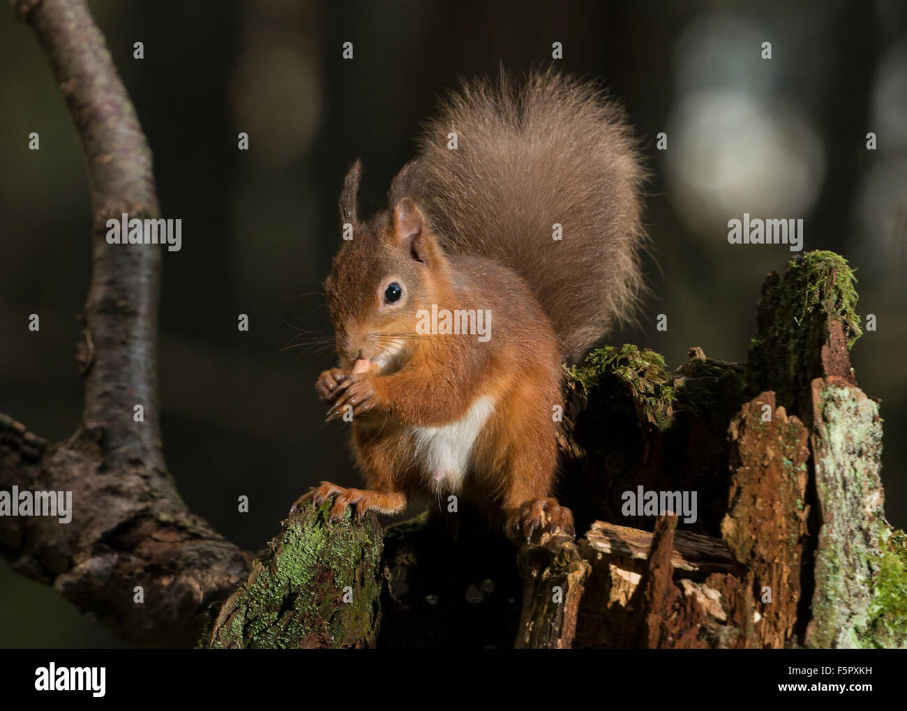 The Red Squirrel. The pic was taken in the Forest of Birse near the ...