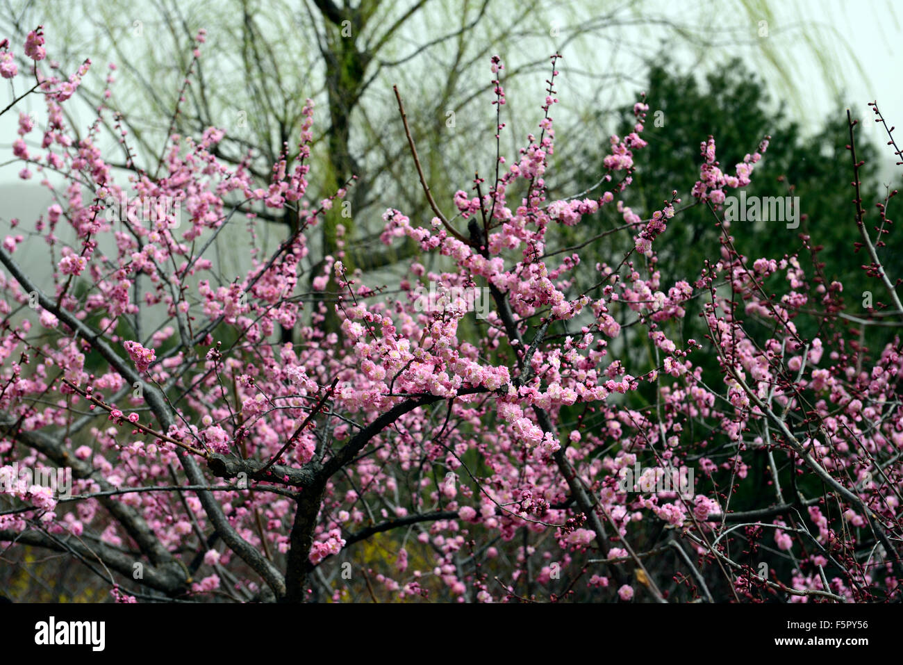 prunus mume flower flowers blossom blossoms Japanese apricot tree ...