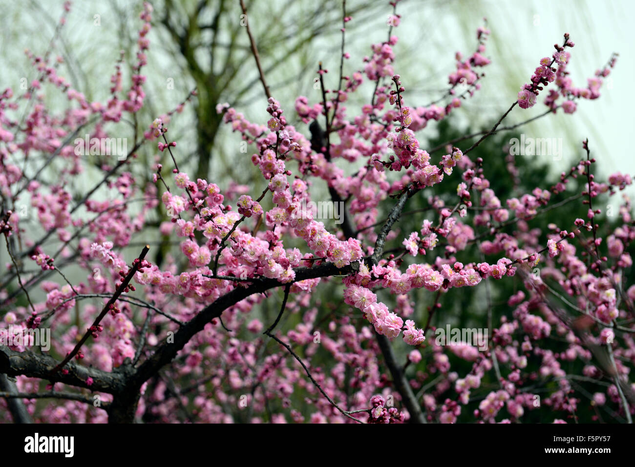 prunus mume flower flowers blossom blossoms Japanese apricot tree ...