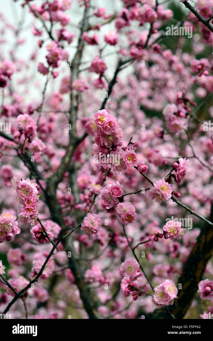 prunus mume flower flowers blossom blossoms Japanese apricot tree ...