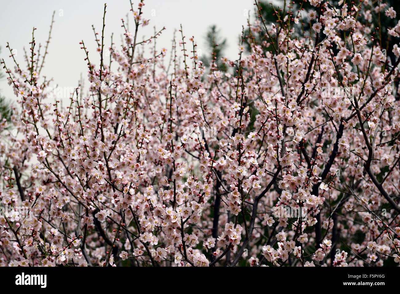 prunus mume flower flowers blossom blossoms Japanese apricot tree ...