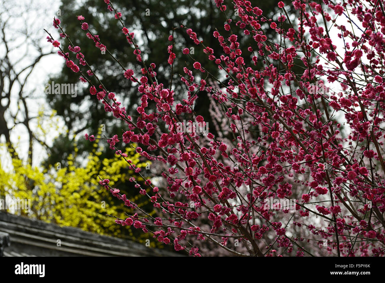 prunus mume flower flowers blossom blossoms Japanese apricot tree ...