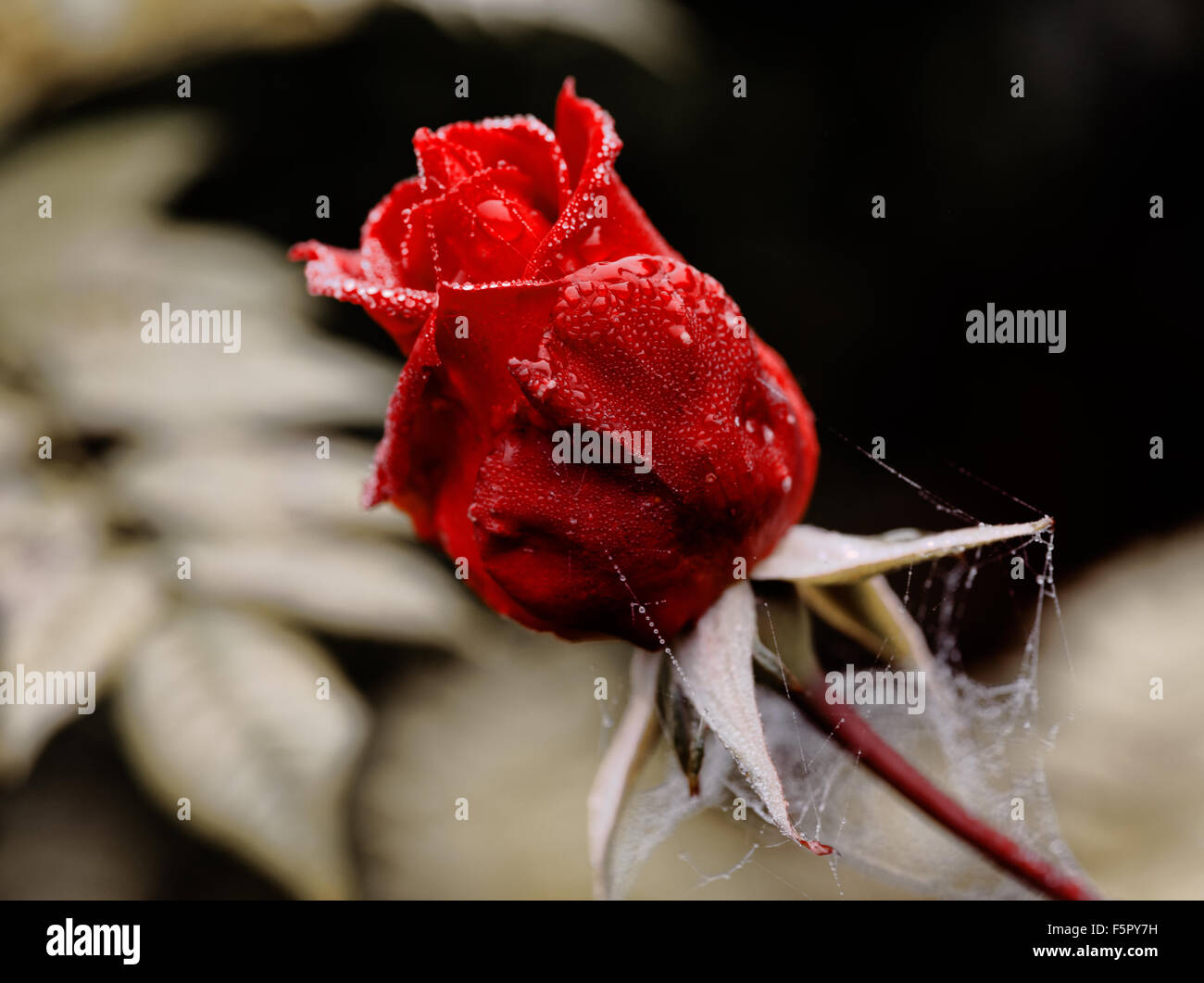 withered red rose Stock Photo - Alamy