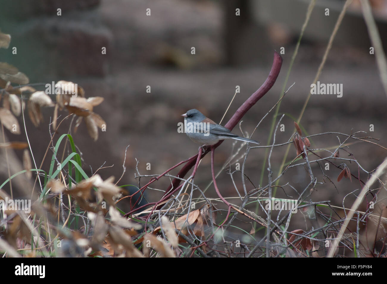 Junko bird hi-res stock photography and images - Alamy