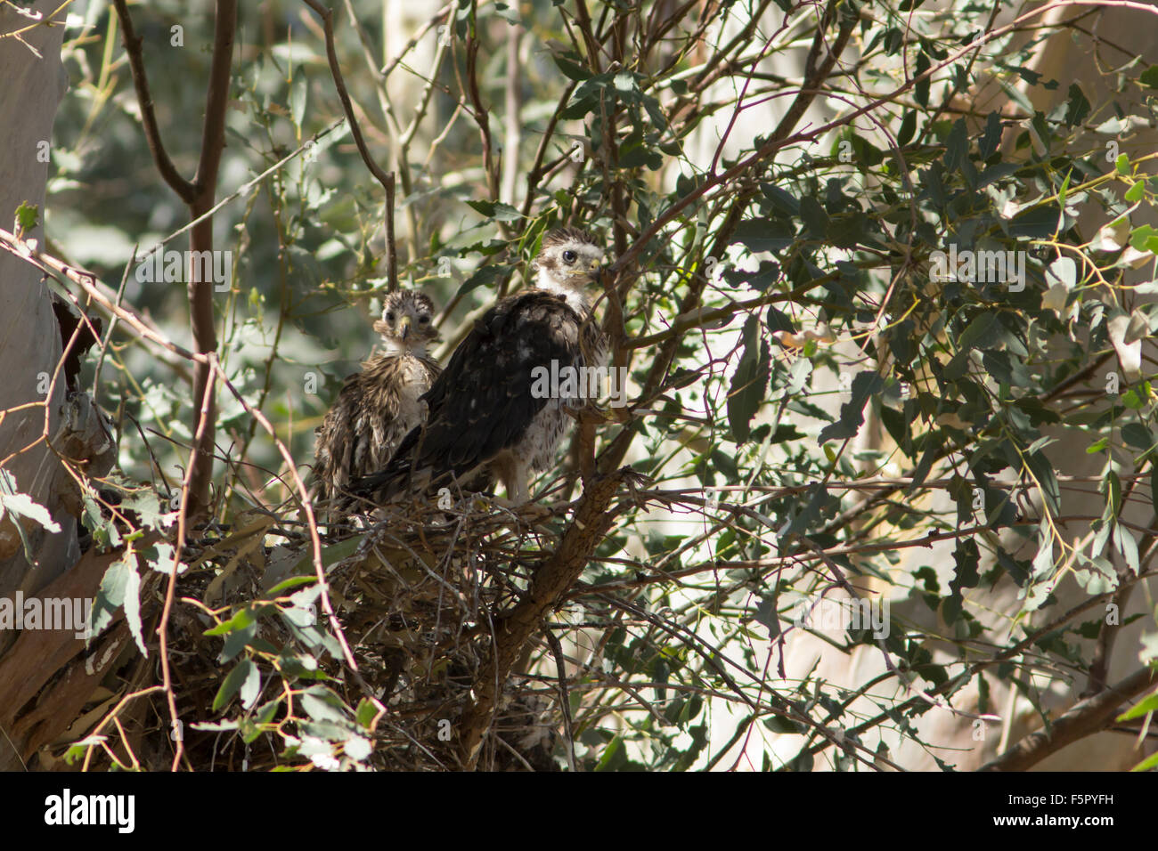 Two Cooper's Hawk Chicks Stock Photo - Alamy