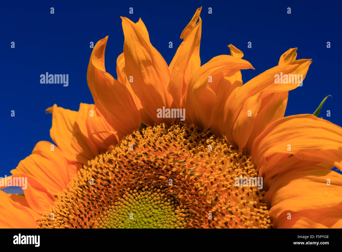 Giant Sunflower in morning light. Close up detail Stock Photo - Alamy