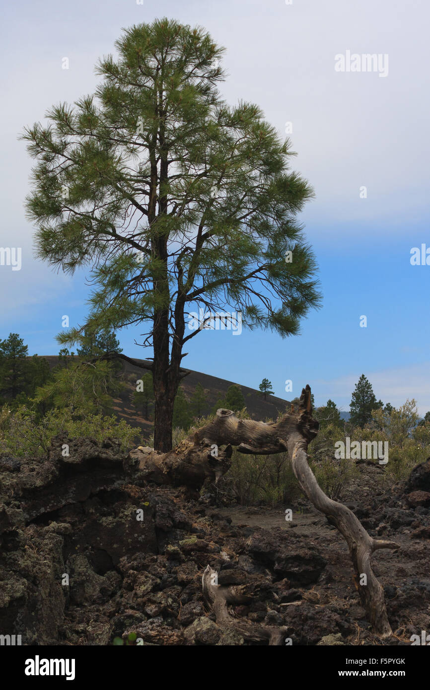 Greenery and volcanic rock near Sunset Crater Arizona Stock Photo - Alamy