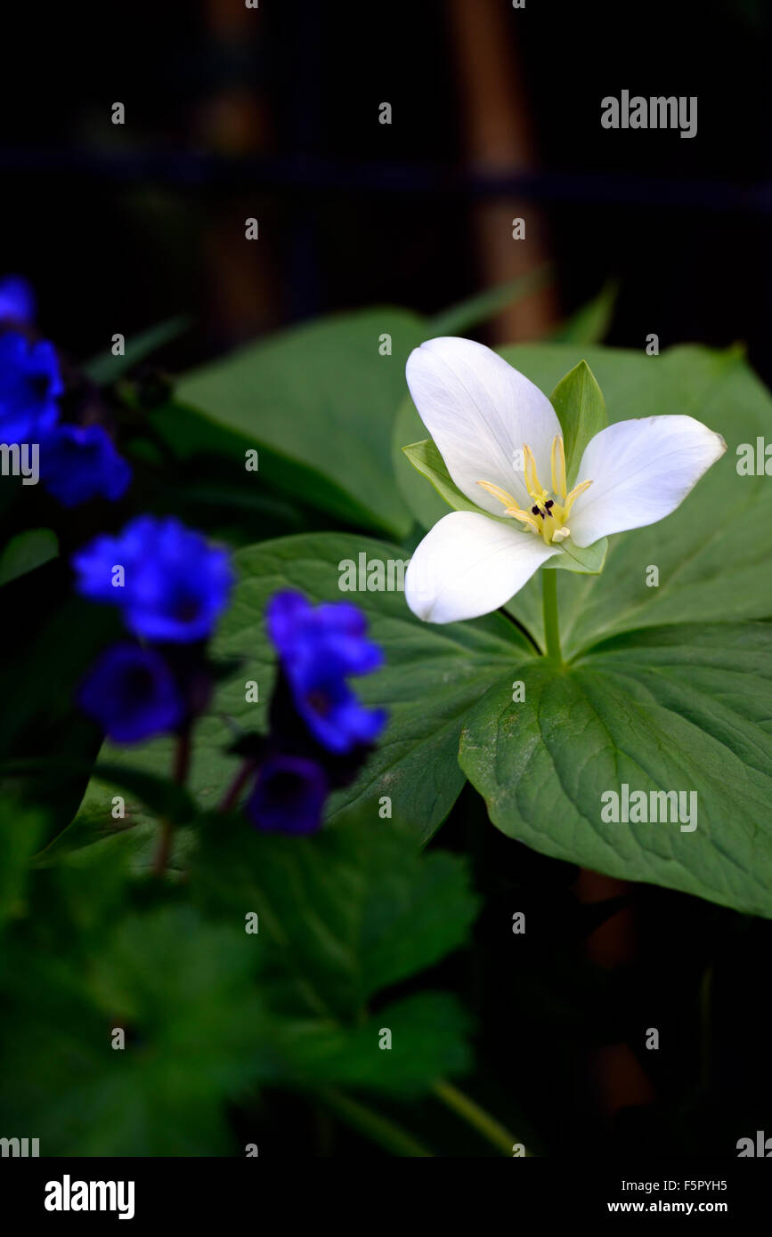 trillium camtschatcense pulmonaria blue ensign spring flowers flowering ...