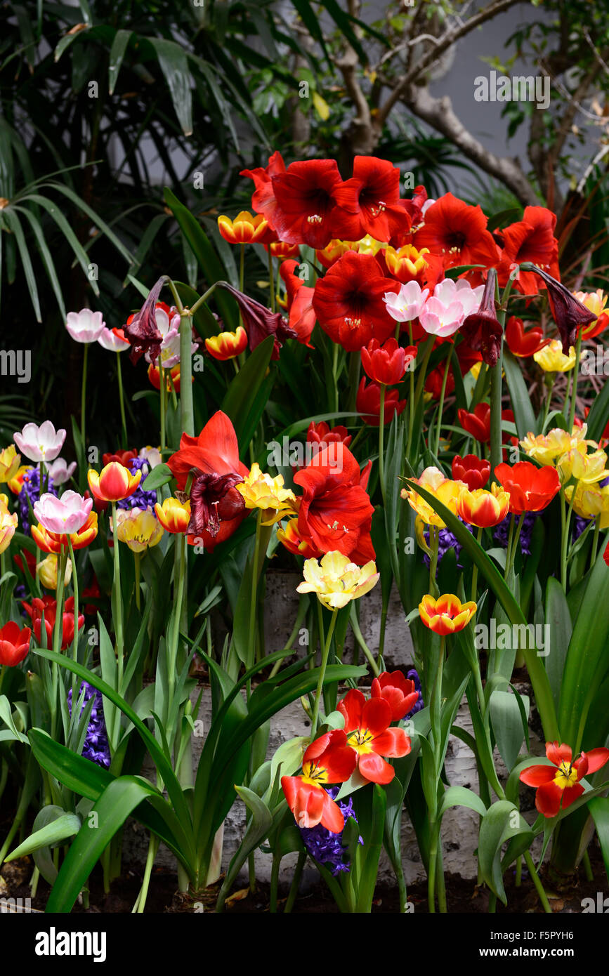 tulips hippeastrum Amaryllis tulip flower flowers flowering display ...