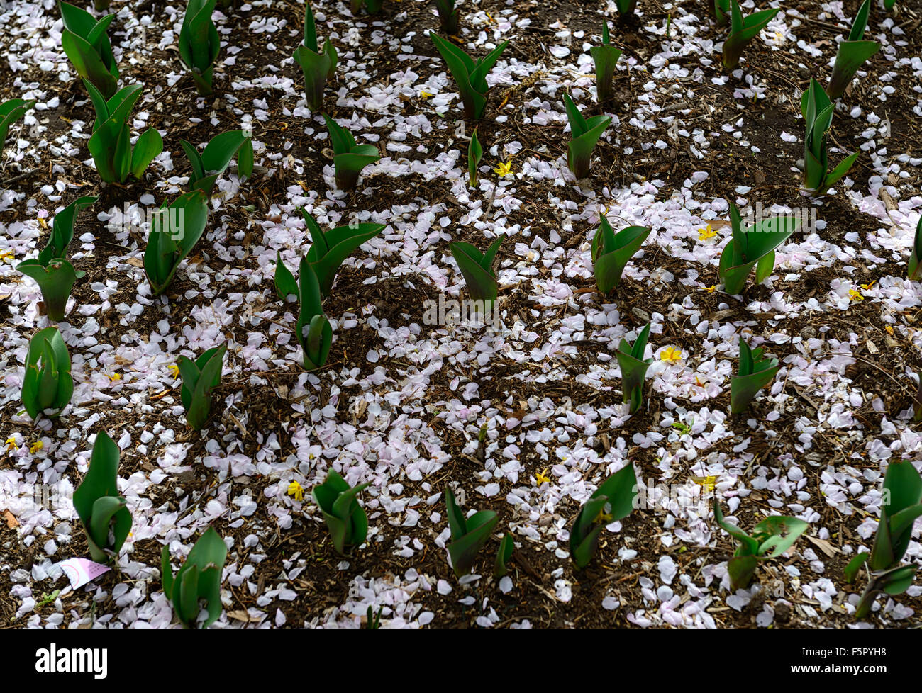 Underplant hi-res stock photography and images - Alamy