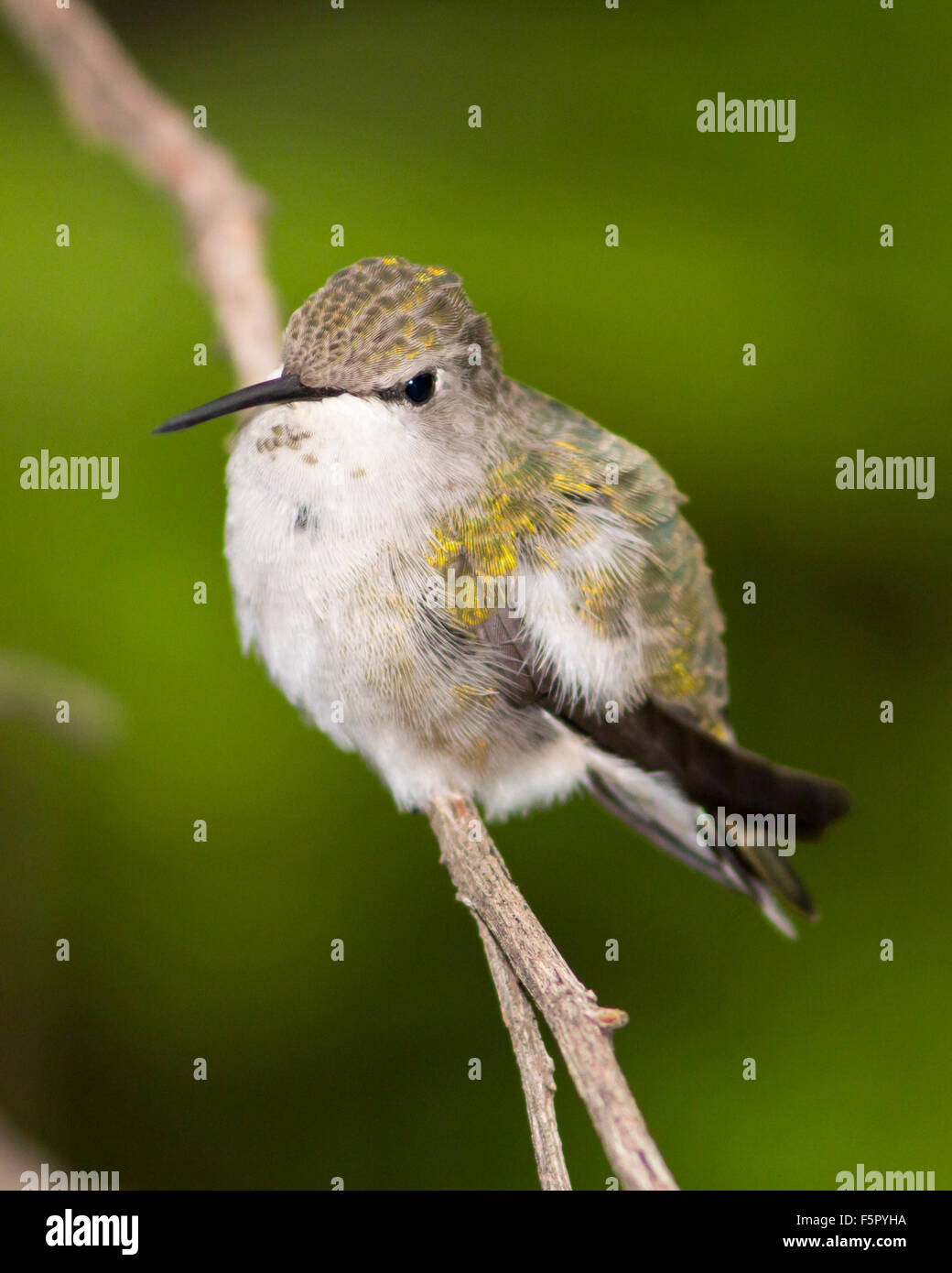 Female Anna's Hummingbird All Fluffed Up Stock Photo - Alamy