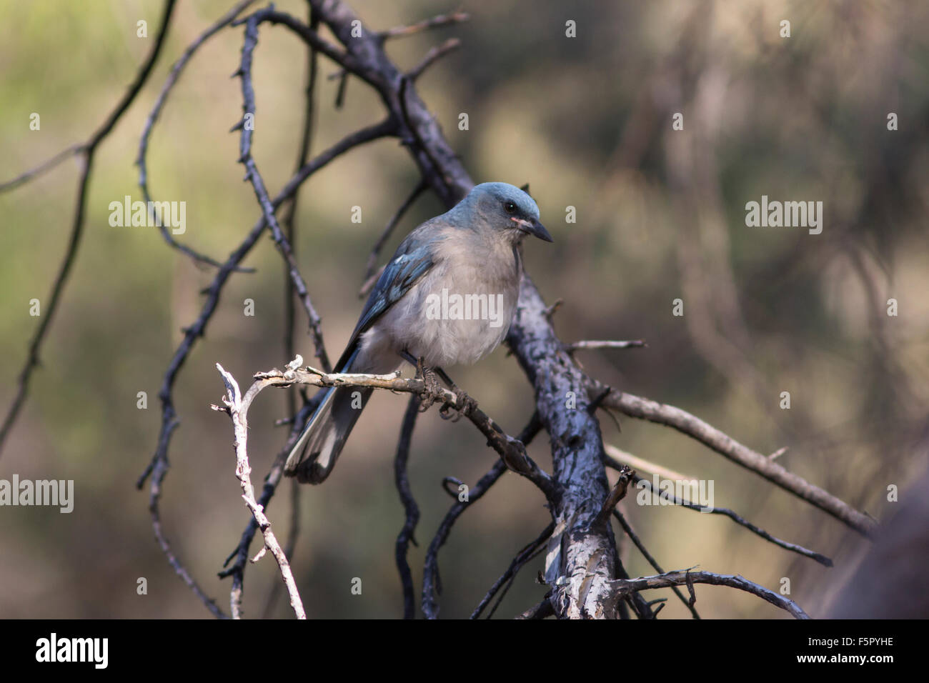 Dead blue jay hi-res stock photography and images - Alamy