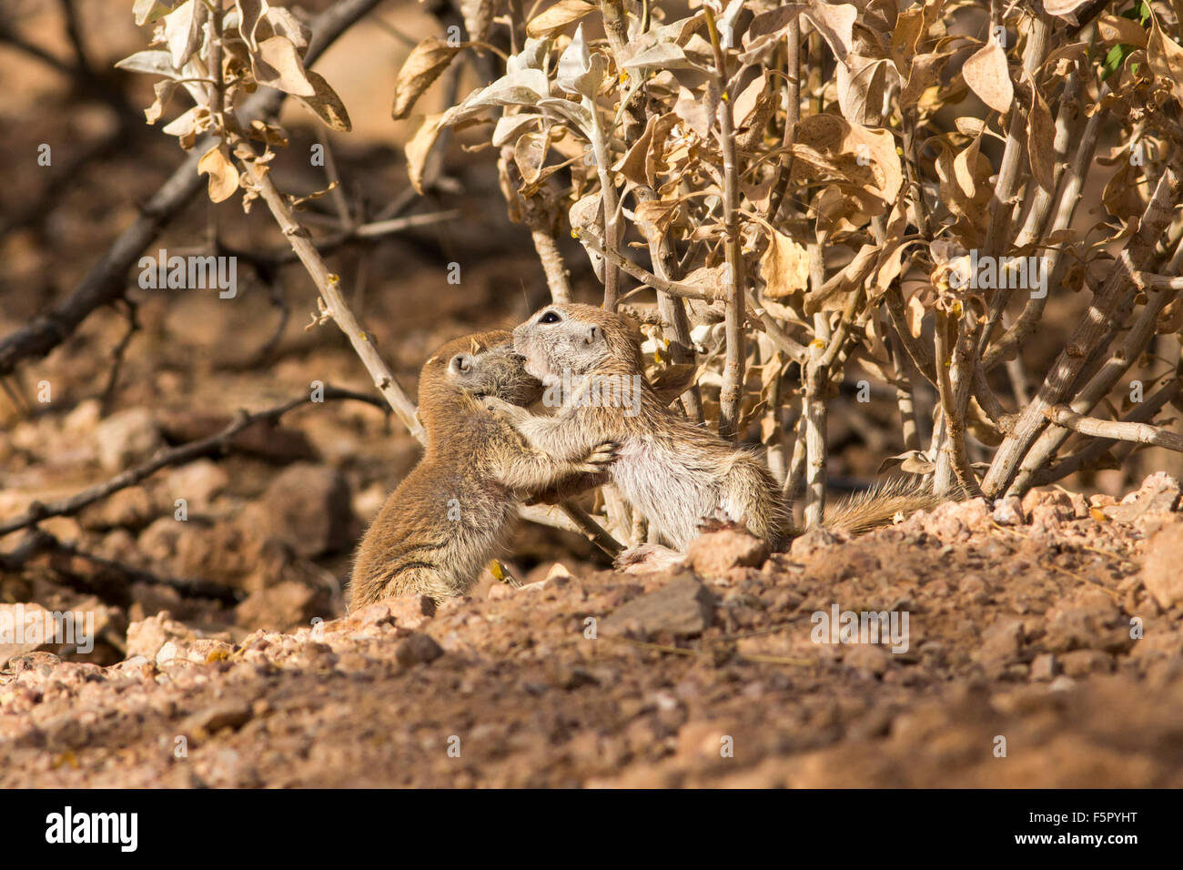 Baby Round-tailed Ground Squirrels at Play Stock Photo - Alamy
