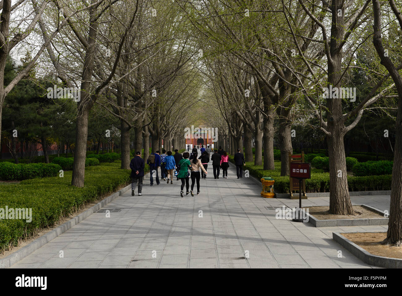 Cherry blossom tree lined hi-res stock photography and images - Alamy