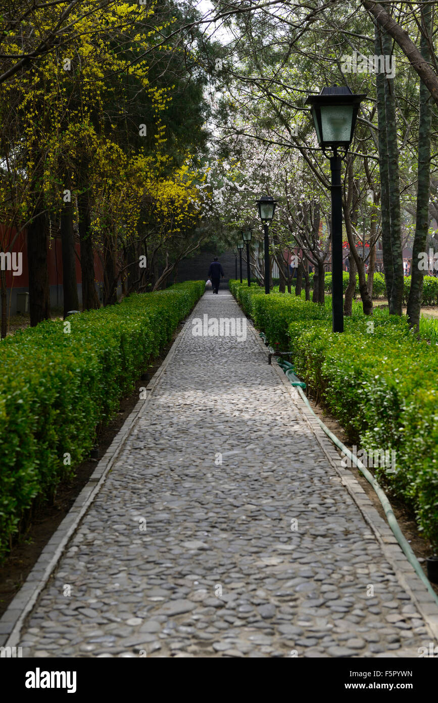 Tree lined pathway spring Cherry blossom Forsythia white yellow flowers ...