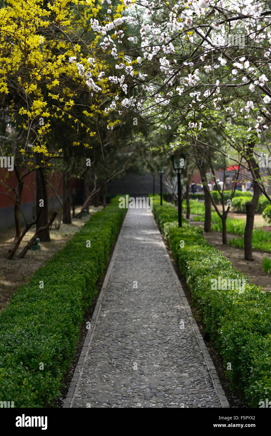 Tree lined pathway spring Cherry blossom Forsythia white yellow flowers ...