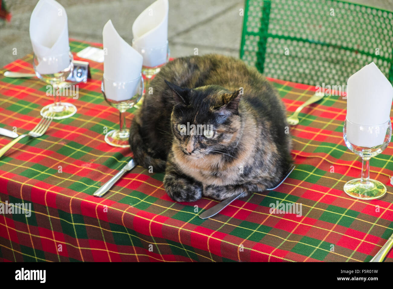 Cat on dining table hi-res stock photography and images - Alamy