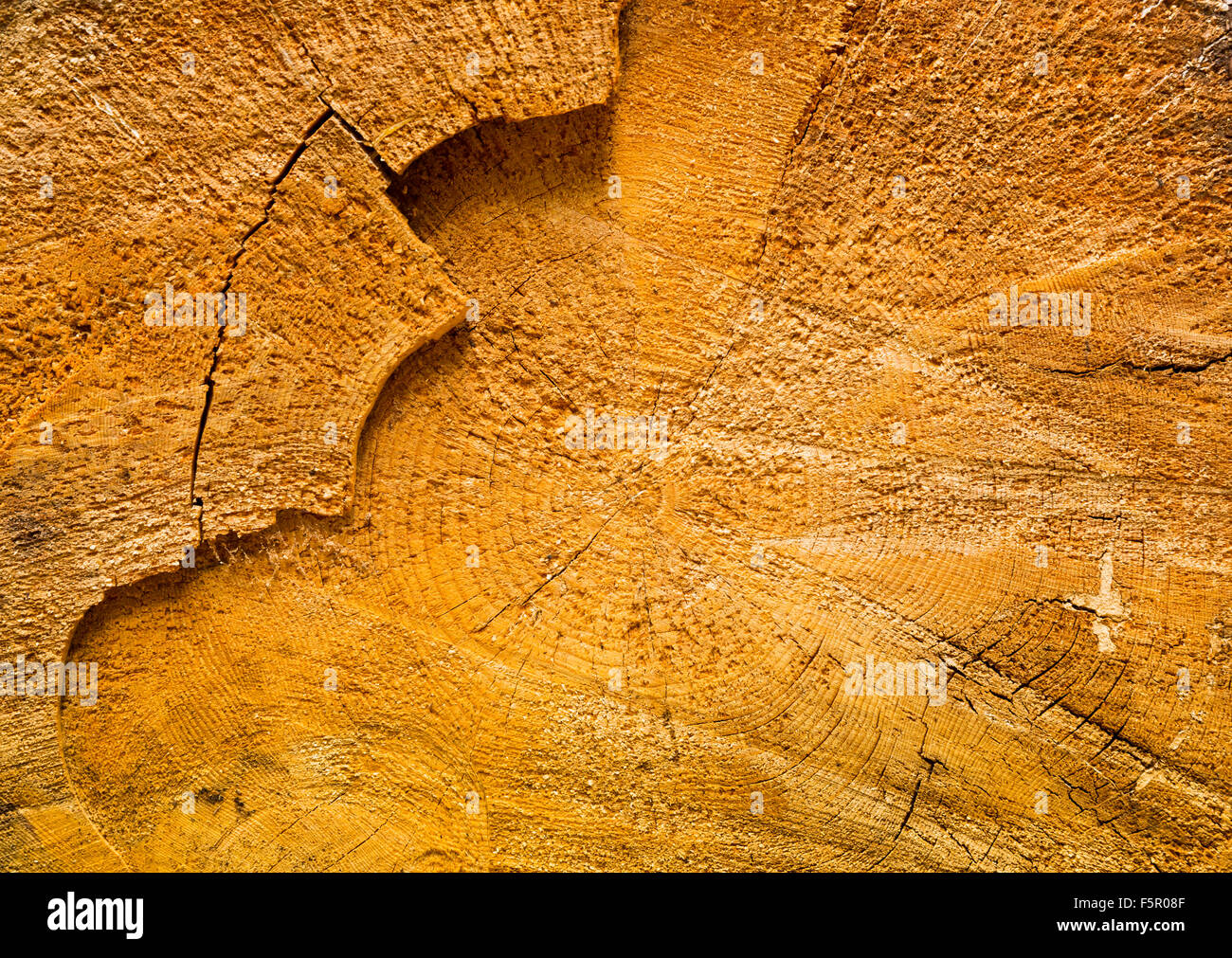 Old wooden tree texture with bough, yellow colors Stock Photo - Alamy