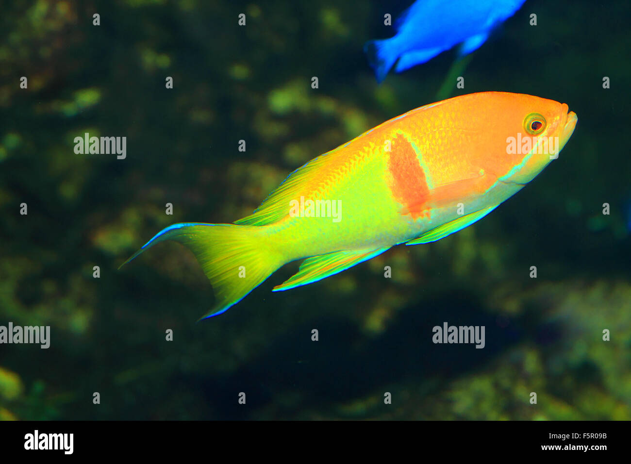 Square-spot fairy basslet (Pseudanthias pleurotaenia) in Japan Stock ...