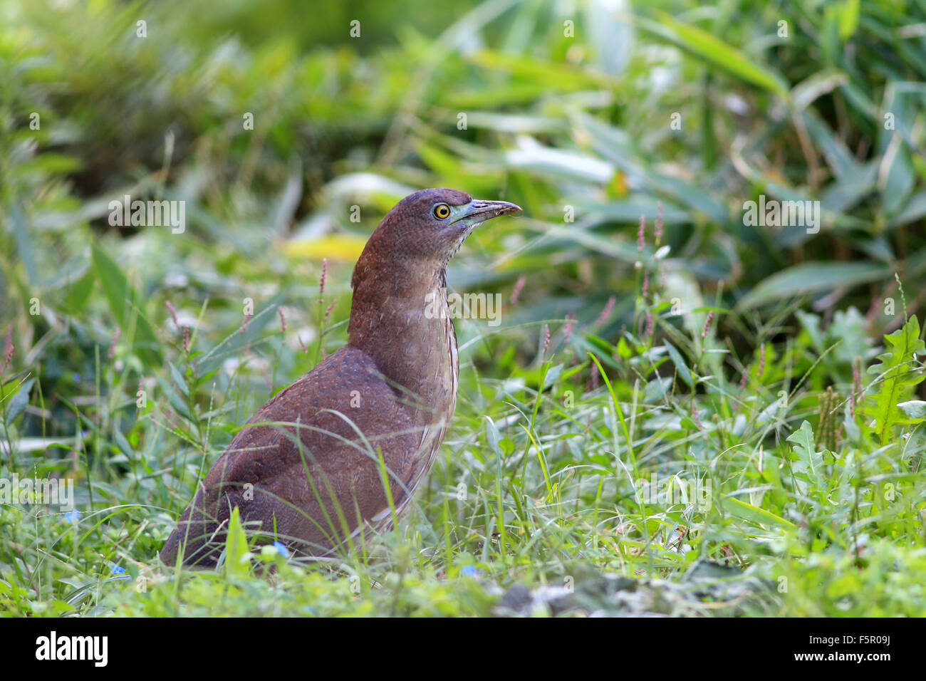 Japanese night heron (Gorsachius goisagi) in Japan Stock Photo - Alamy