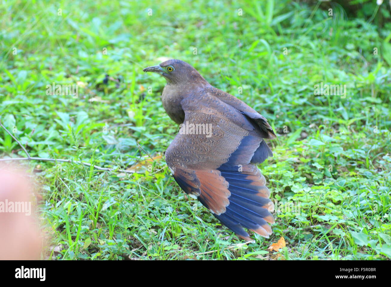 Japanese night heron (Gorsachius goisagi) in Japan Stock Photo - Alamy