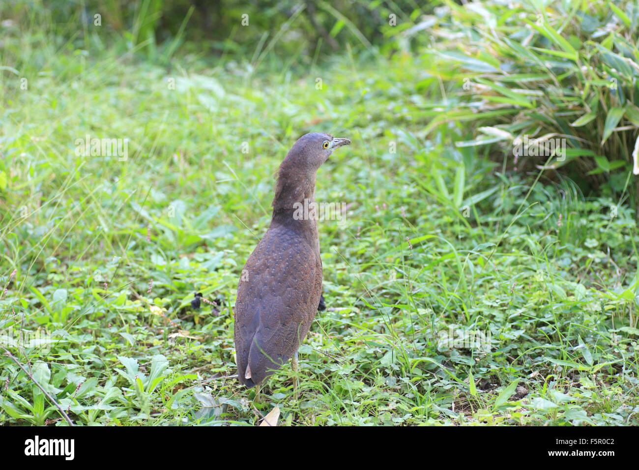 Japanese night heron (Gorsachius goisagi) in Japan Stock Photo - Alamy