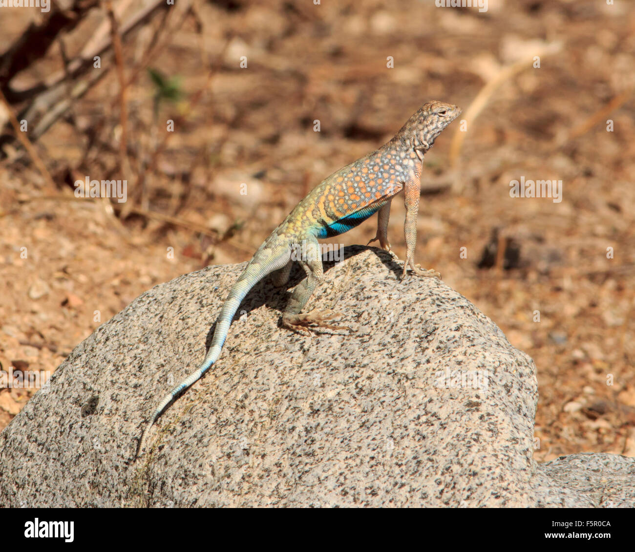 Male Greater Earless Lizard Stock Photo - Alamy