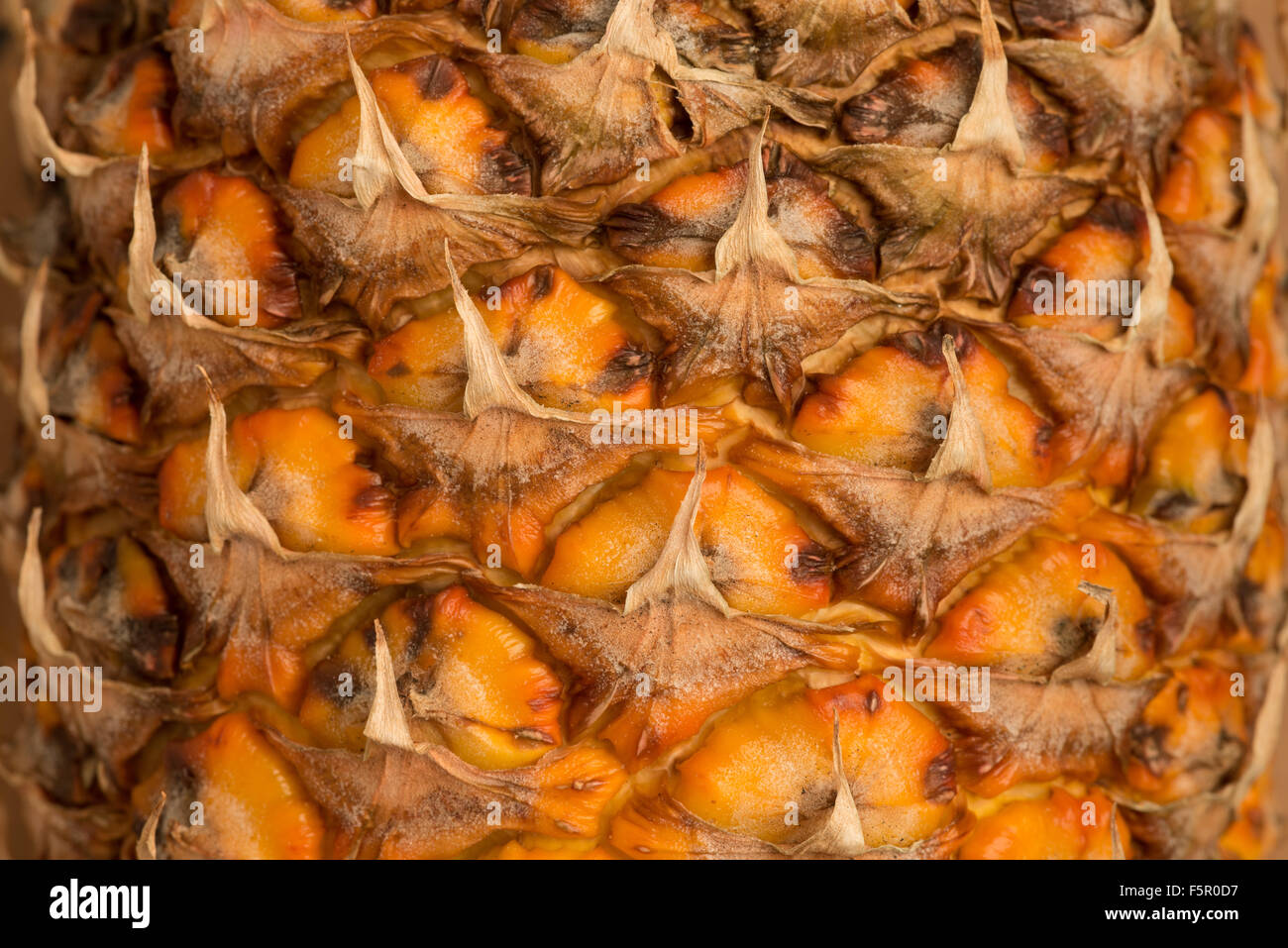 juicy and ready to eat pineapple bright orange outside showing pattern ...