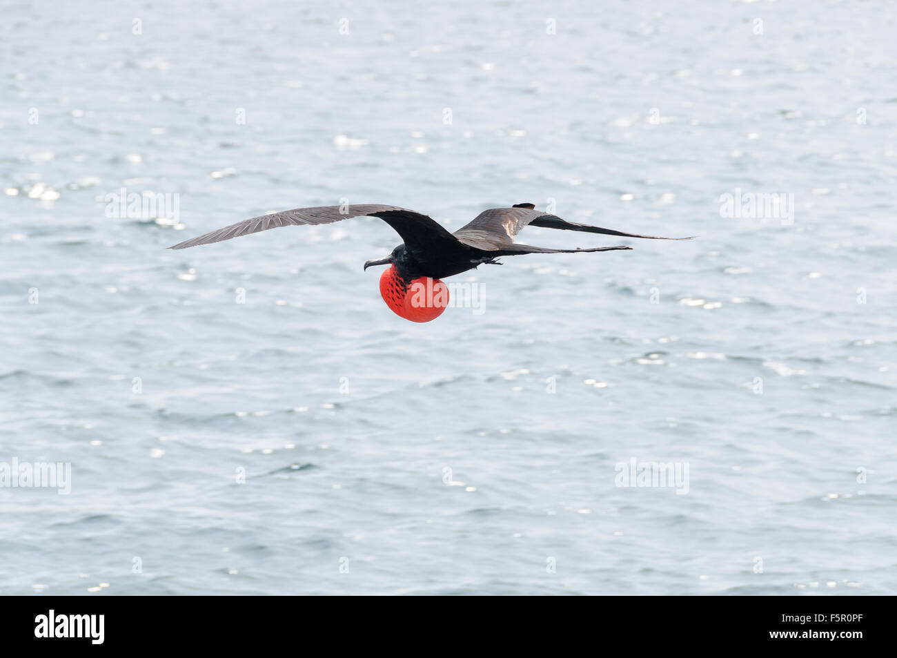 Frigate bird, male, in the flight, ready for mating, Galapagos Island ...