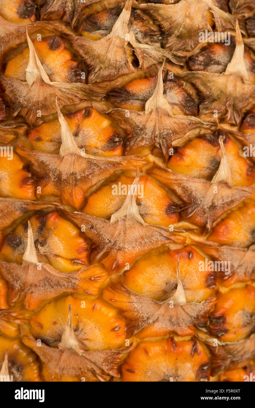 juicy and ready to eat pineapple bright orange outside showing pattern ...
