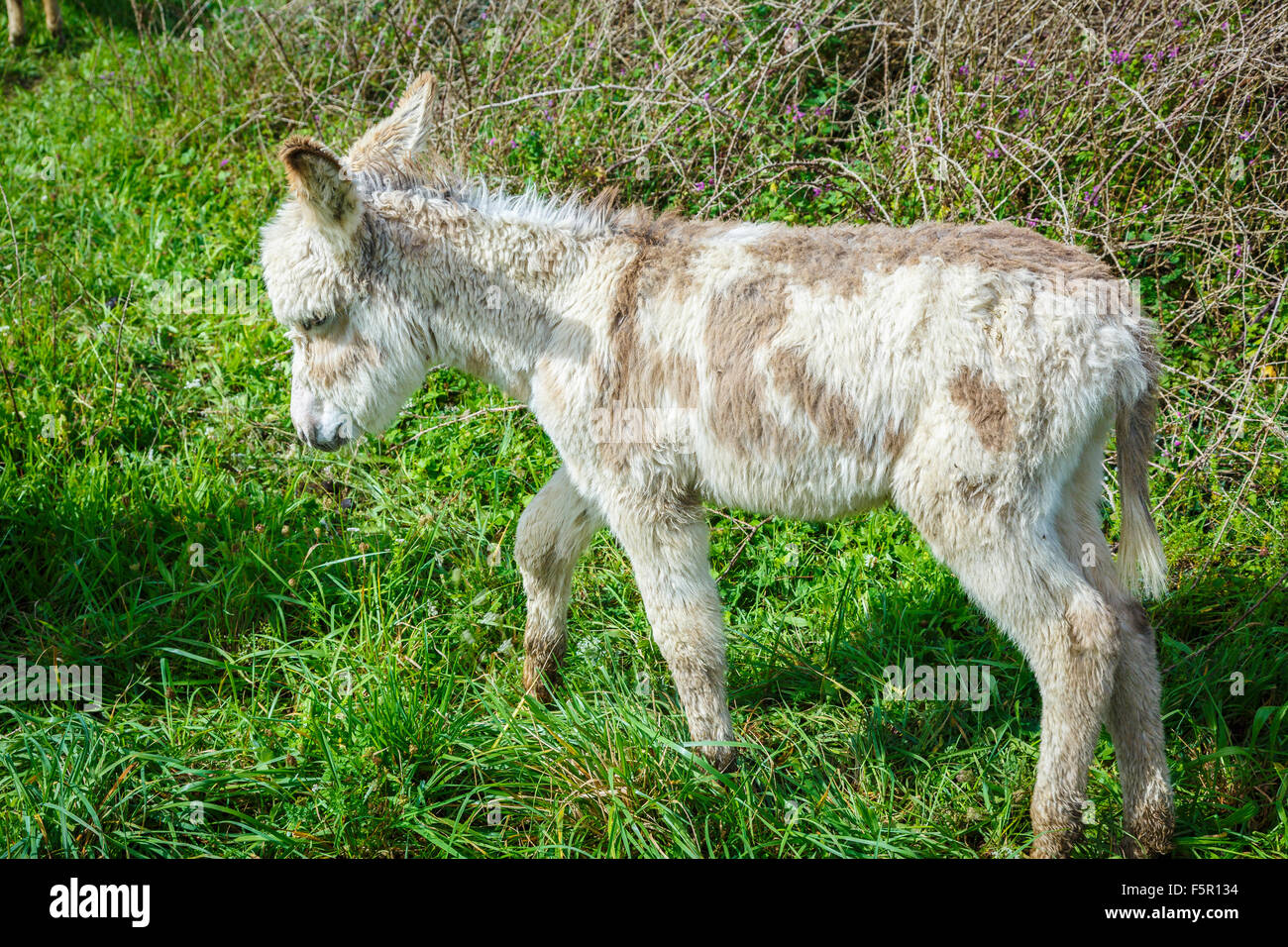 Baby donkey hi-res stock photography and images - Alamy