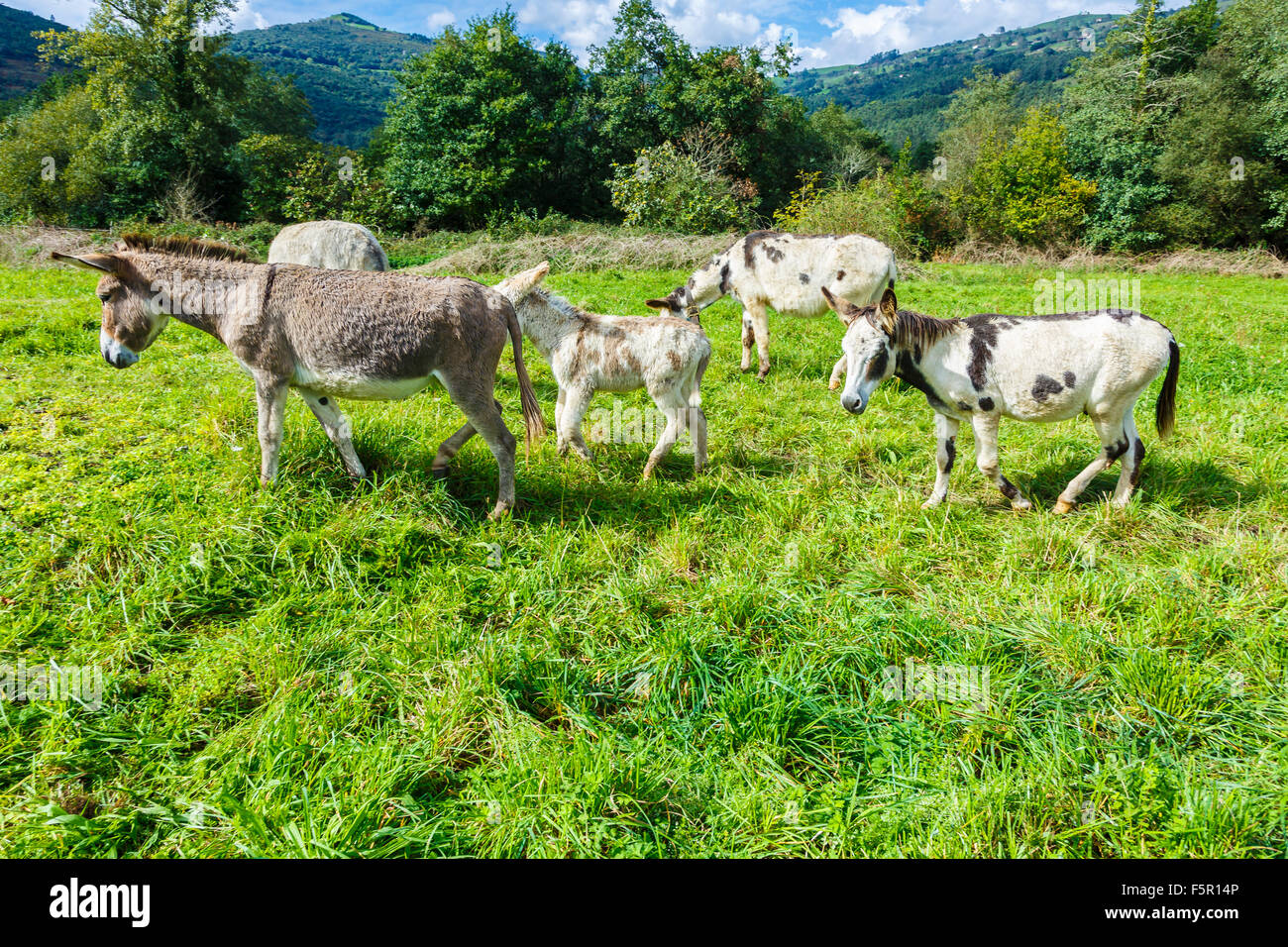 donkeys in a pasture Stock Photo - Alamy
