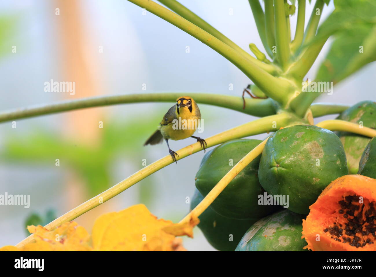 Bonin Honeyeater (Apalopteron familiare) in Ogsawara Island, Japan Stock Photo - Alamy