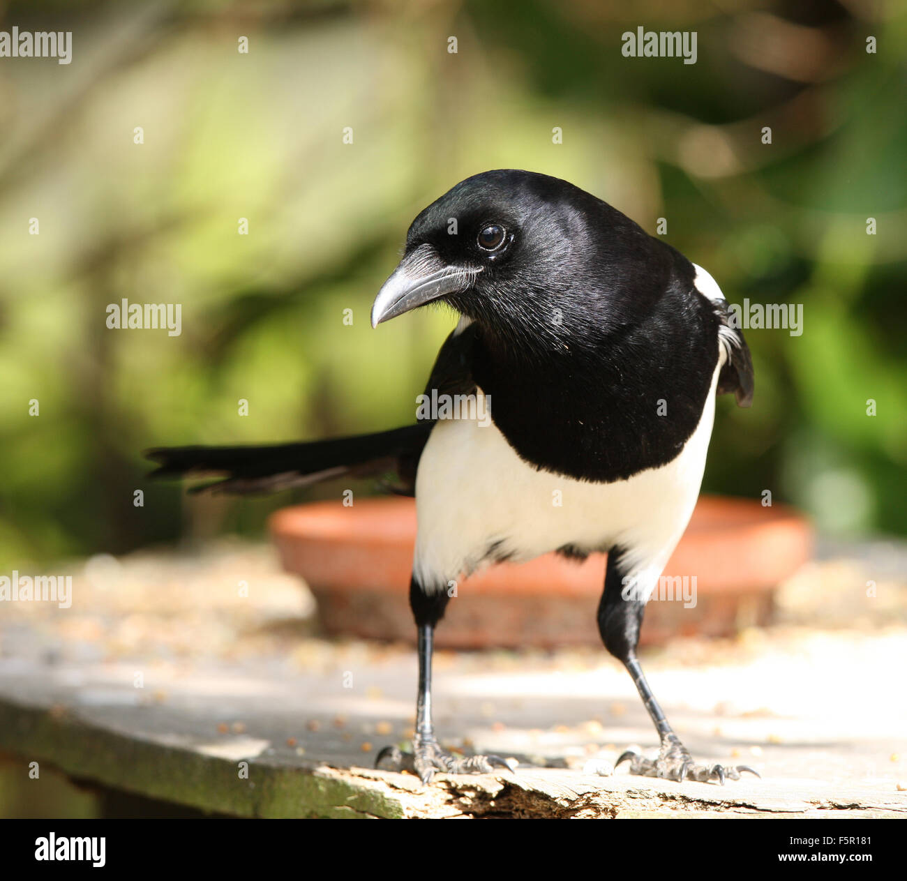 Close up of a Magpie feeding Stock Photo - Alamy