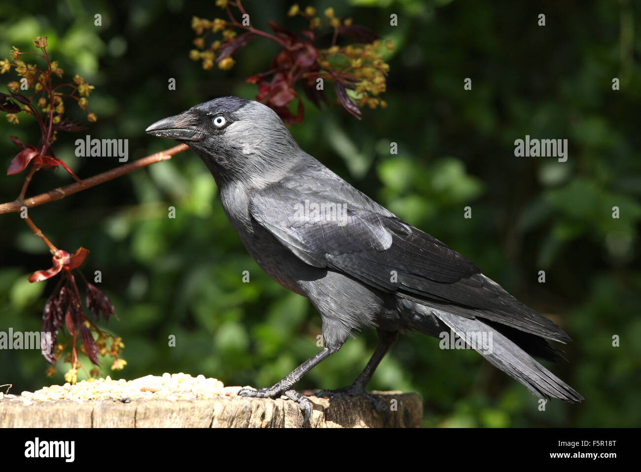 Portrait of a Jackdaw Stock Photo - Alamy