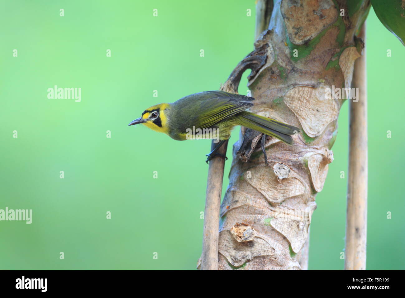 Bonin Honeyeater (Apalopteron familiare) in Ogsawara Island, Japan Stock Photo - Alamy