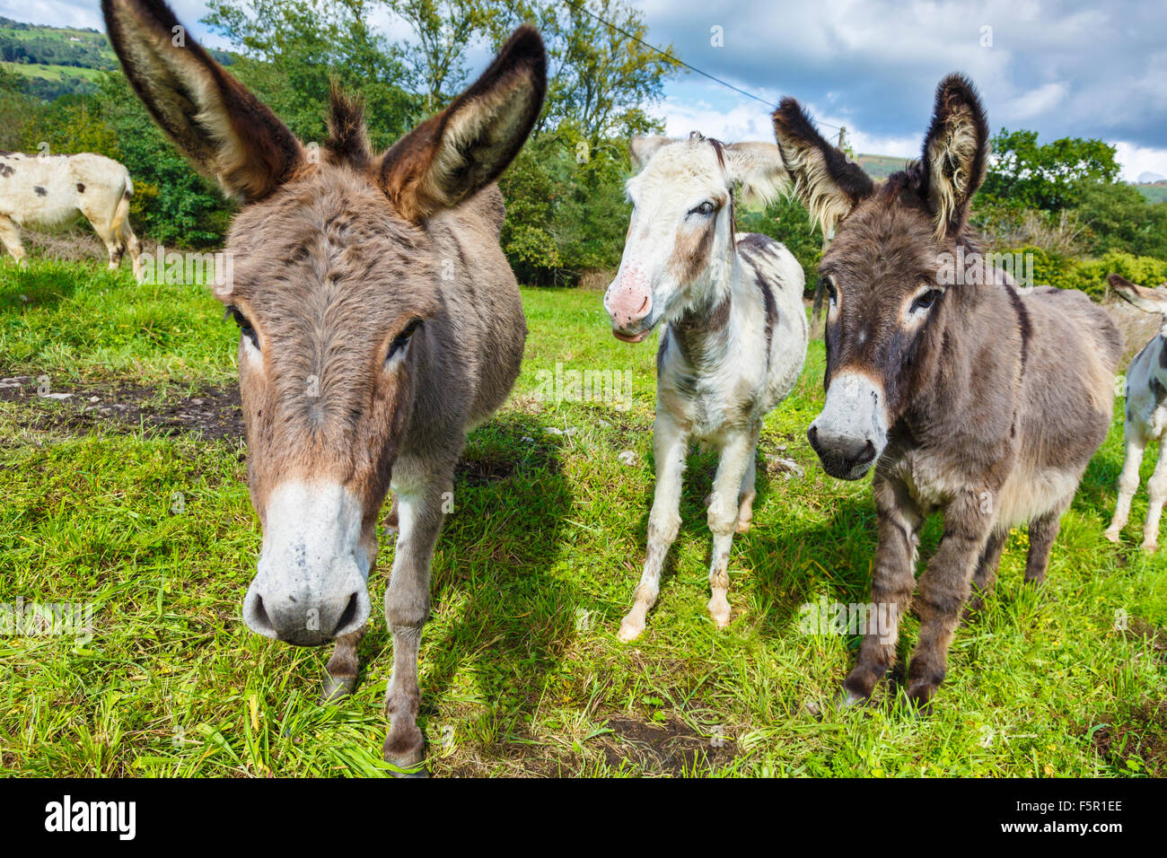 donkeys in a pasture Stock Photo - Alamy