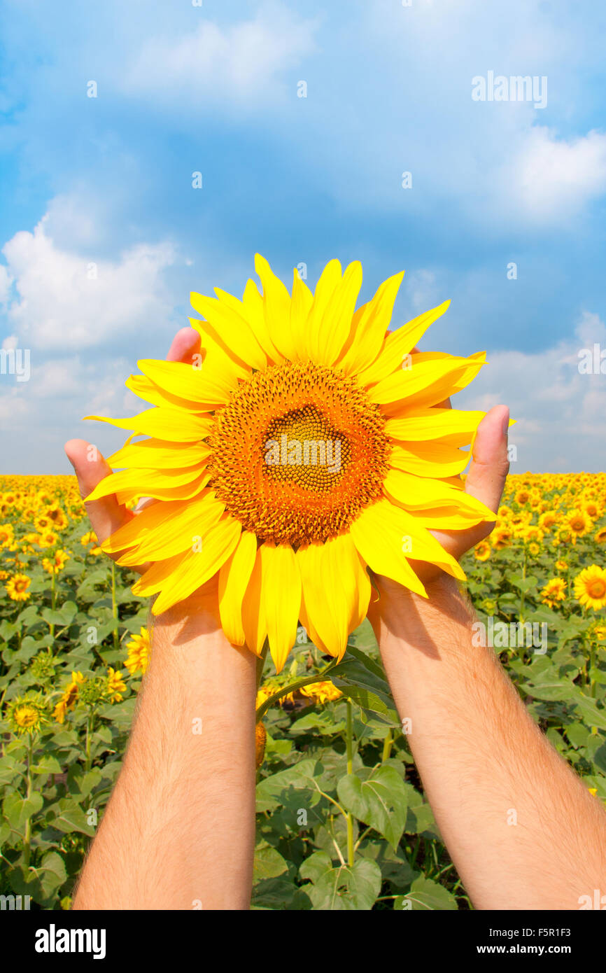 Sunflower in palms of hands Stock Photo - Alamy