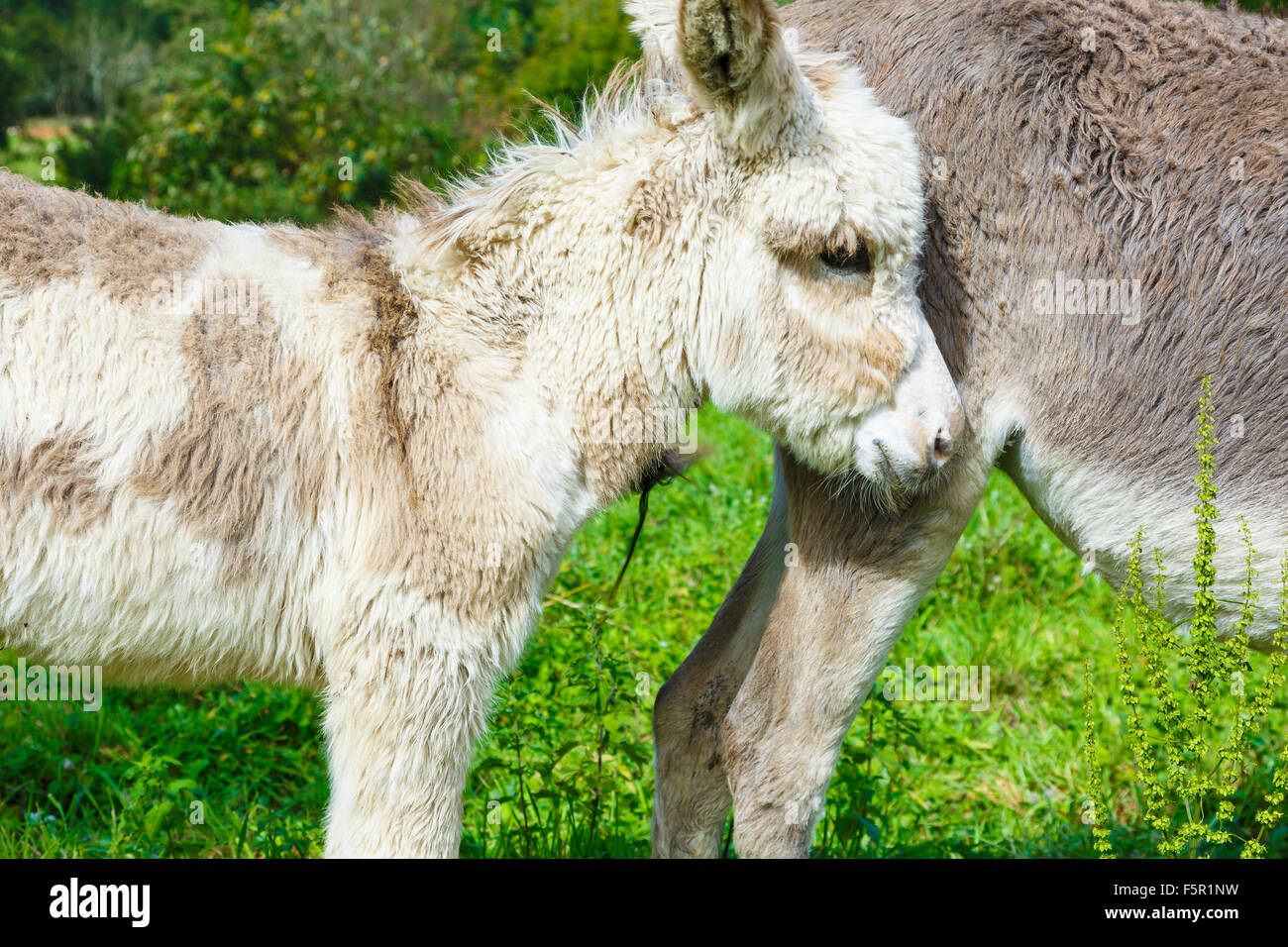 Baby Donkey High Resolution Stock Photography and Images - Alamy