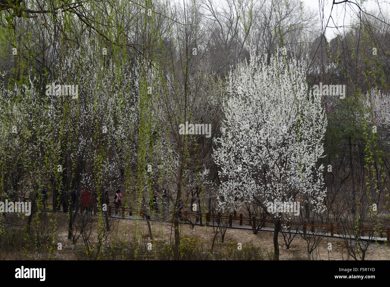 Peach Blossom bloom blooms blooming view Beijing Botanical Garden ...